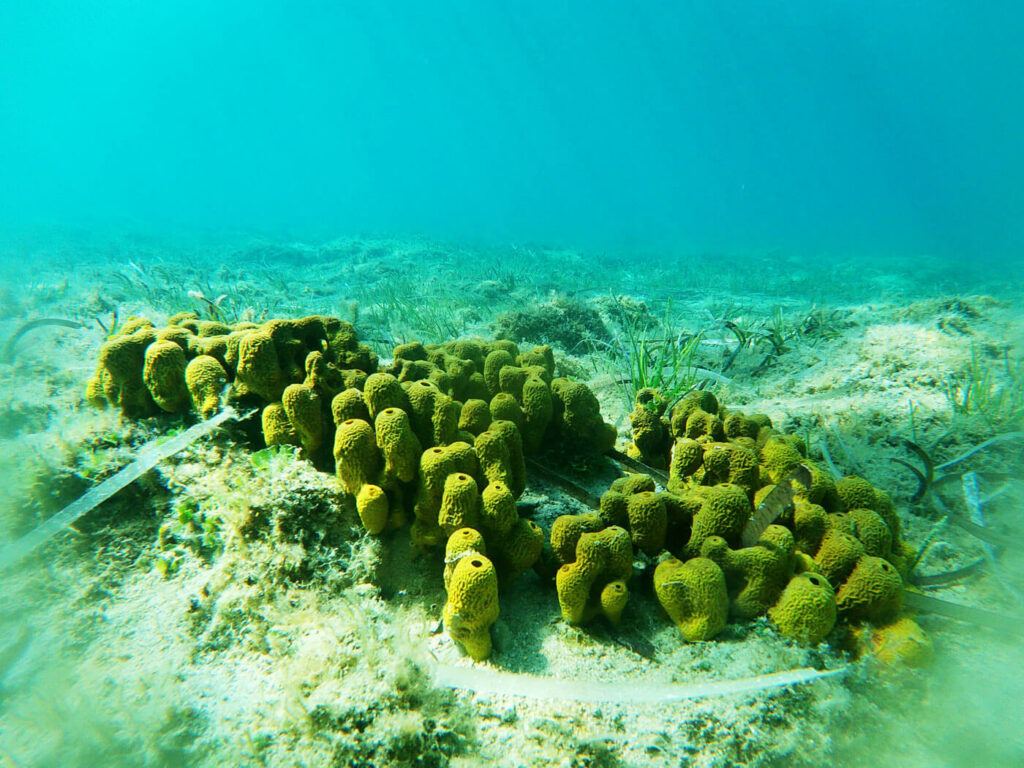 Kuinka suojella koralliriuttoja? - Suomen Ekomatkaajat Oy